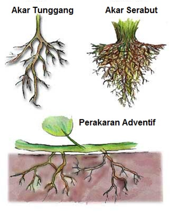 Struktur Anatomi Akar Monokotil Dan Dikotil – FKIP BIOLOGI